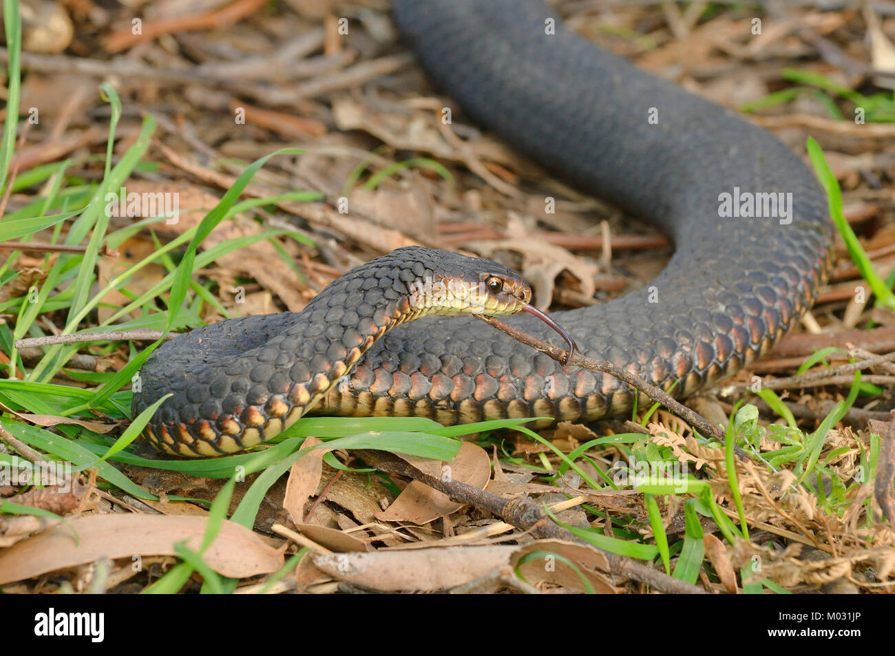 Copperhead snake Austrelaps superbus Photographed in Tasmania ...