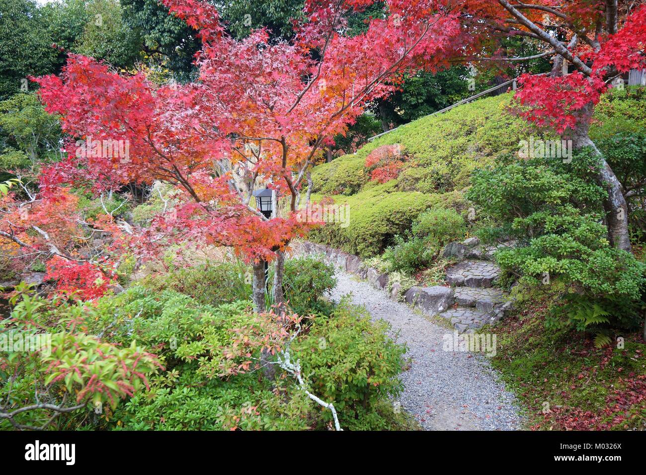 Autumn leaves in Japan - red momiji leaves (maple tree) in a Japanese ...