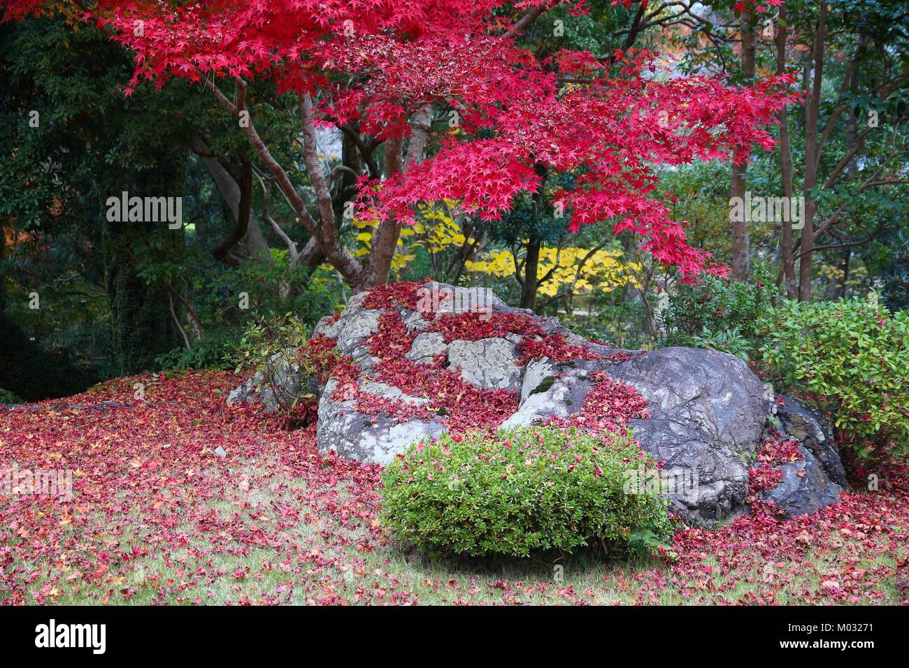 Autumn leaves in Japan - red momiji leaves (maple tree) in a Japanese ...