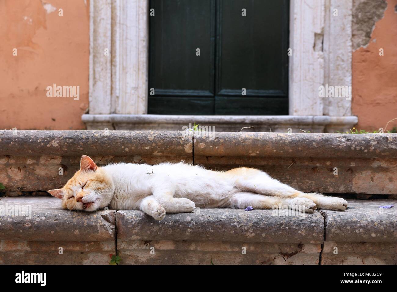 Cat in Greece - Corfu Island sleeping ginger white cat Stock Photo - Alamy