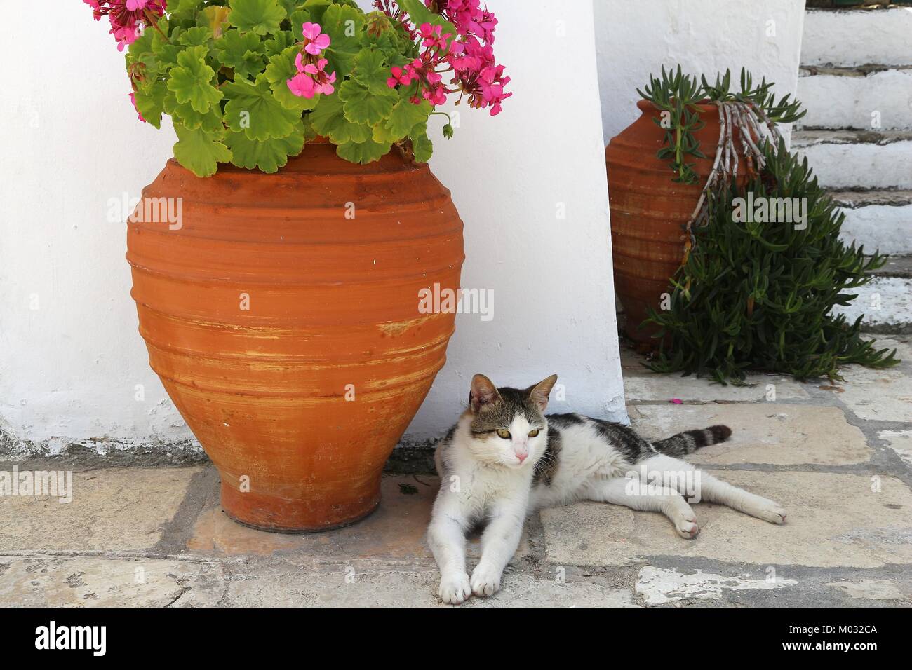 Cat in Greece - Corfu Island white tabby cat Stock Photo - Alamy