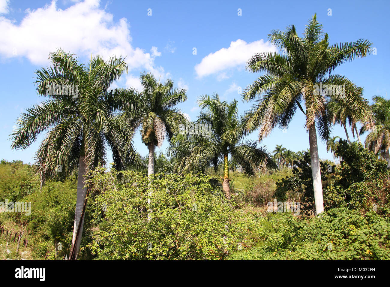Cuba nature, royal palm grove. Jungle and palm tree Stock Photo - Alamy
