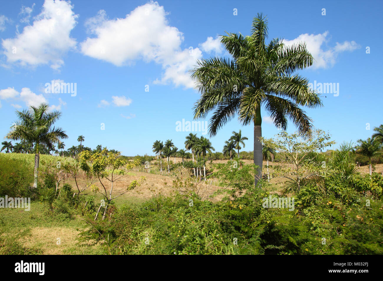 Cuban royal palm tree hi-res stock photography and images - Alamy