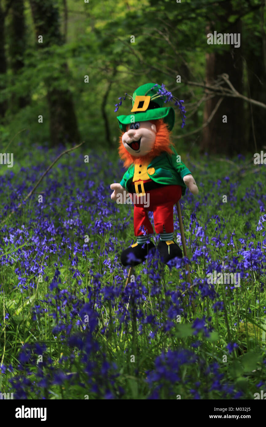 Leprechaun in a field of blue purple flowers in Ireland near woodland ...