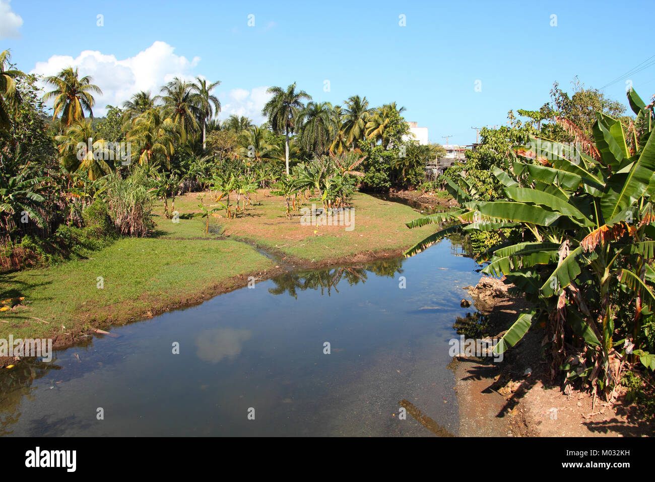 Baracoa, Cuba - royal palm trees and banana trees, natural landscape ...