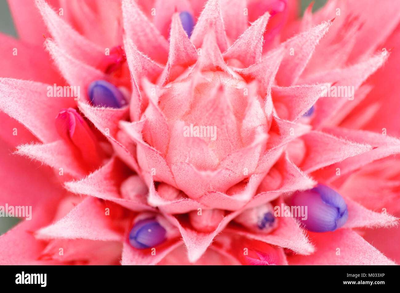 Aechmea fasciata primera - Lanzenrosette Stock Photo - Alamy