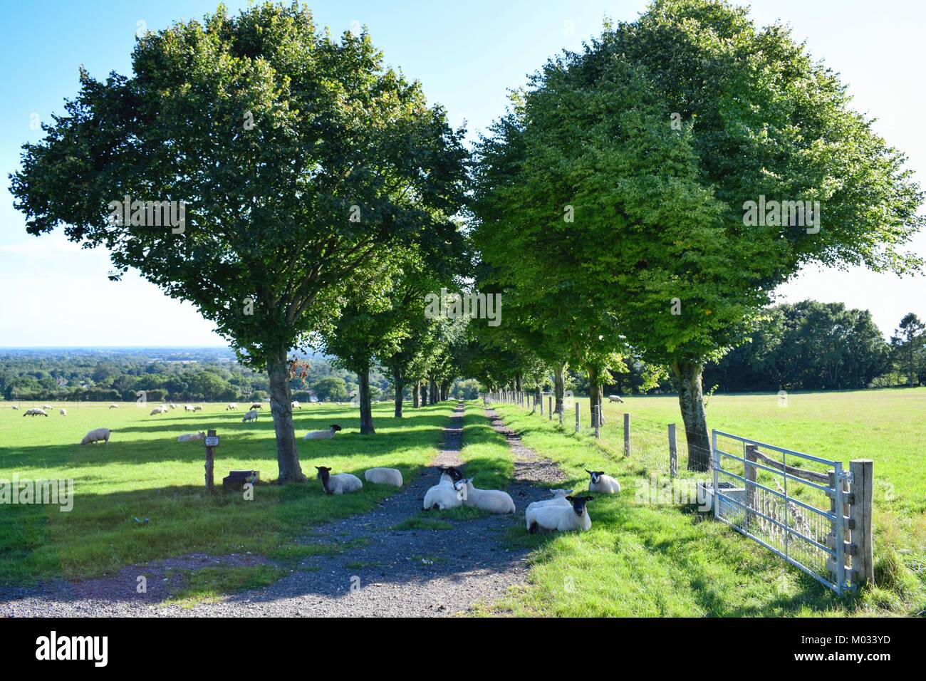 Agriculture farm sheep hi-res stock photography and images - Alamy