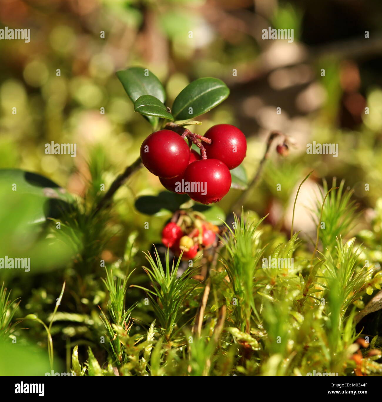 The Forest cranberries in nature Stock Photo - Alamy
