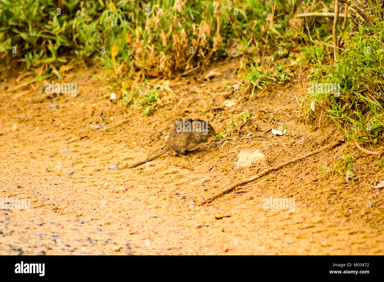 Mouse nibbling on a dirt road in the savannah of the Maasai Mara Park ...