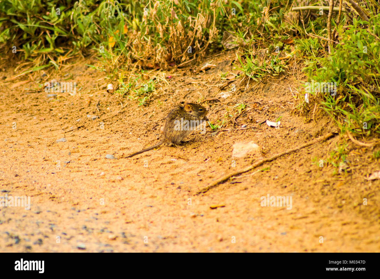 Mouse nibbling on a dirt road in the savannah of the Maasai Mara Park ...