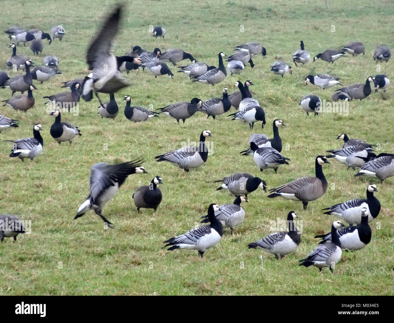 Brandganzen2 in de Binnen-Uiterdijk Stock Photo - Alamy
