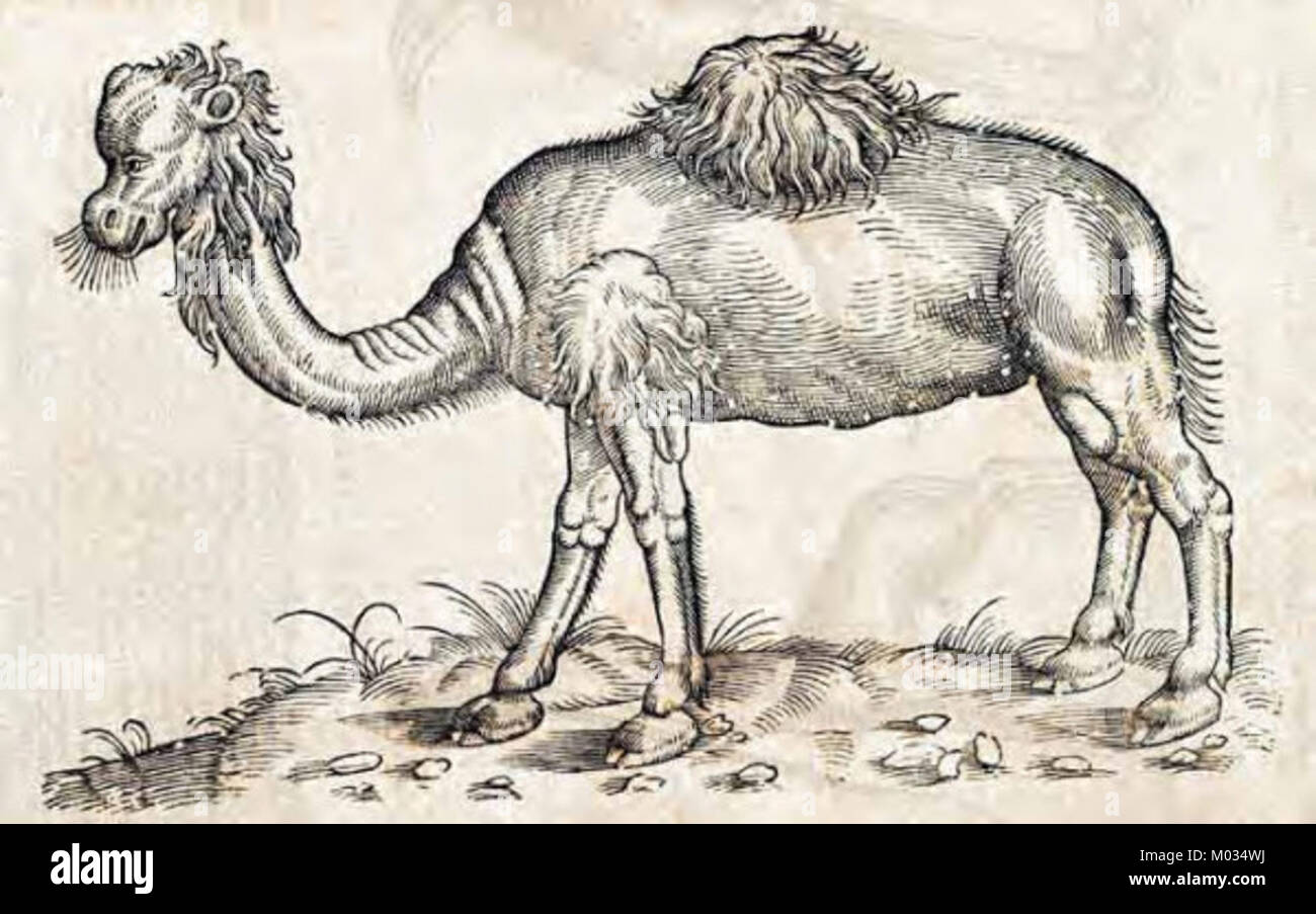 Camel adaptations hi-res stock photography and images - Alamy