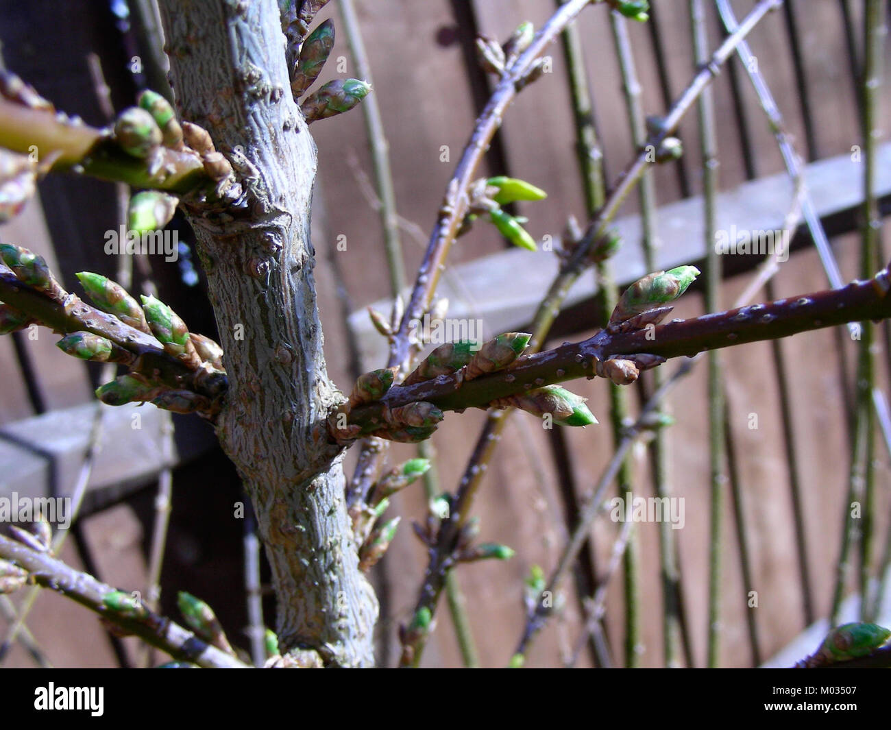 Buds refers to young shoots or growths of plants or trees, typically ...