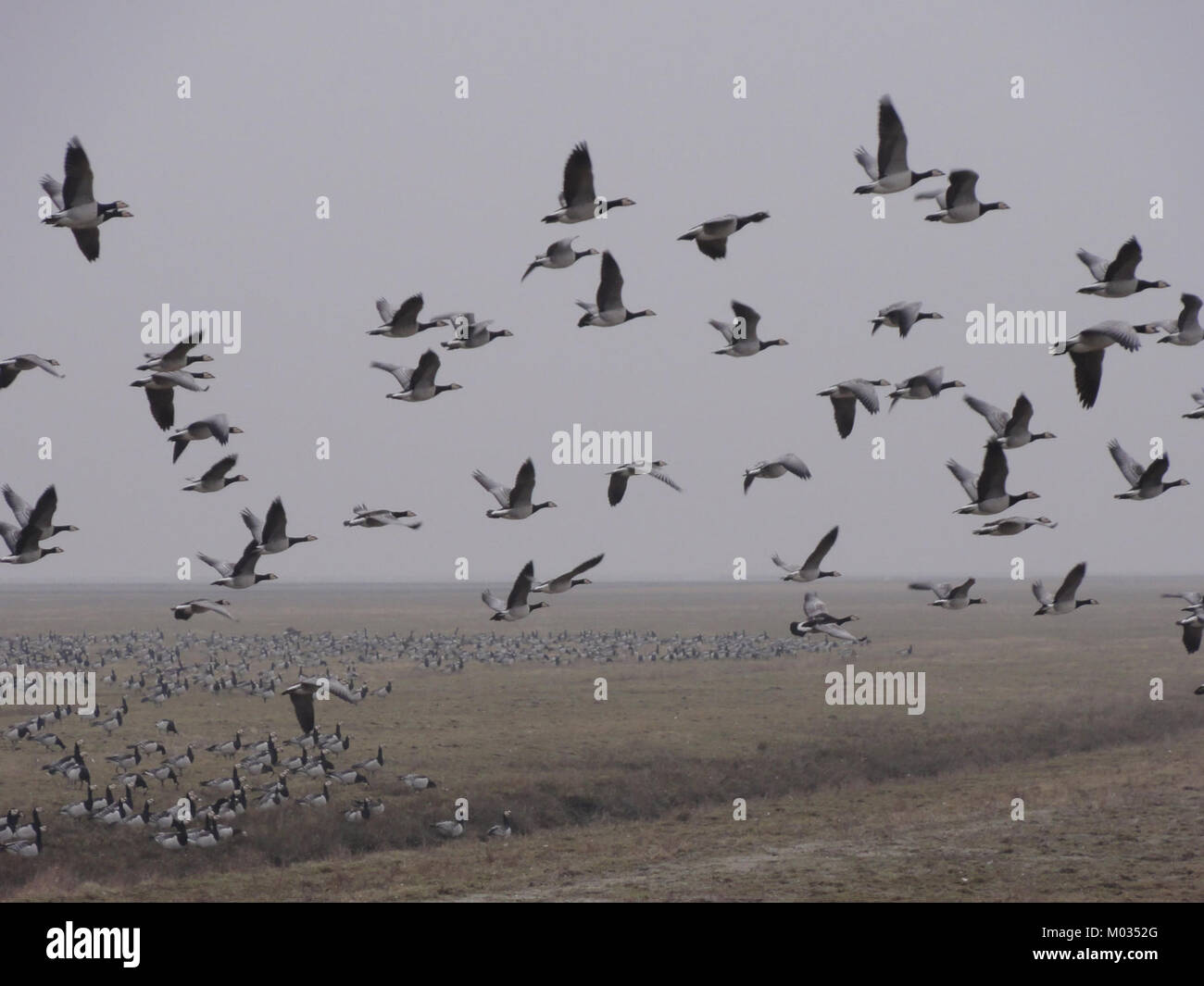 'Brandganzen in de kwelder' refers to a depiction of Brent Geese in the ...