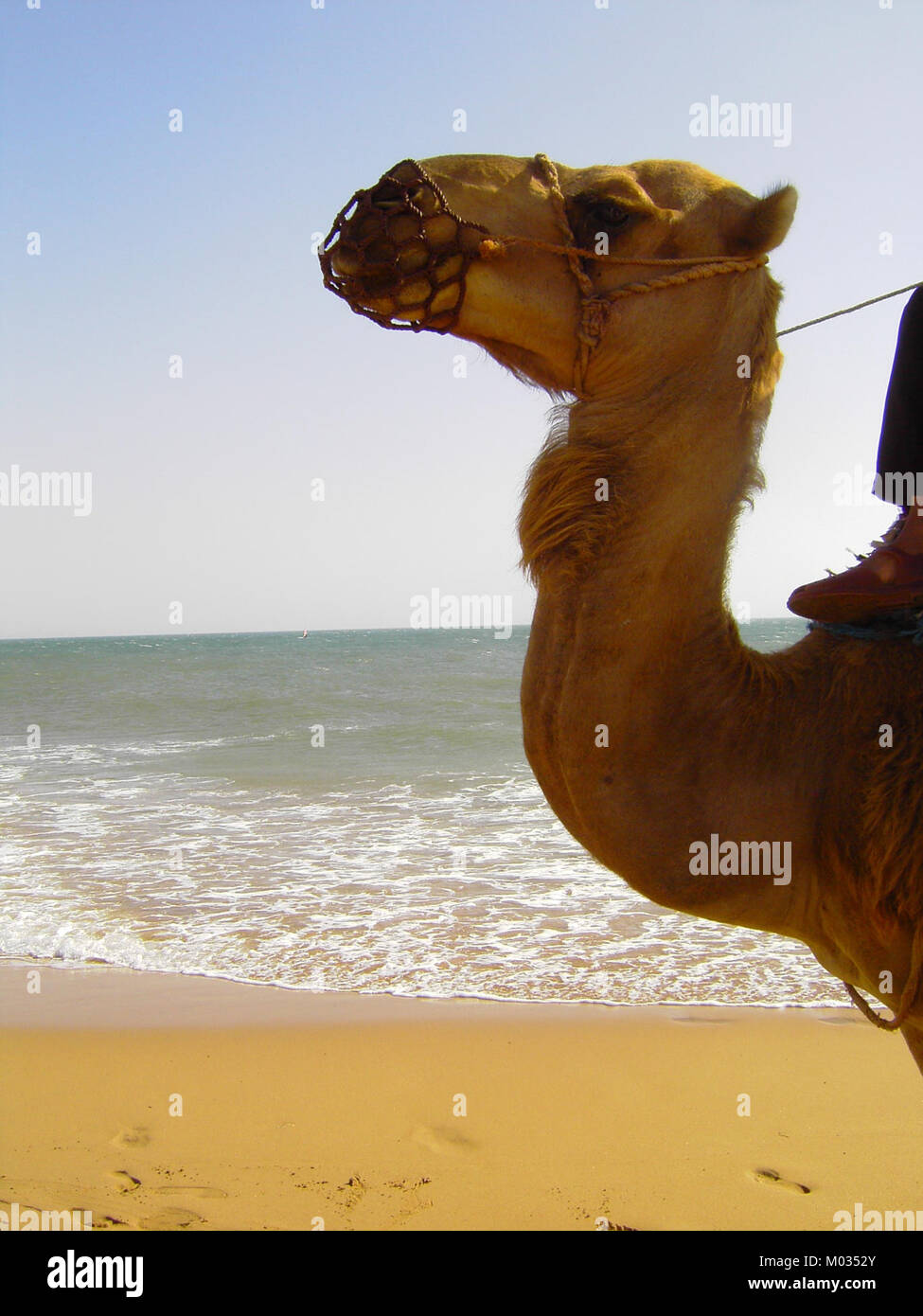 A camel by the sea, showcasing an unusual scene where the animal stands ...