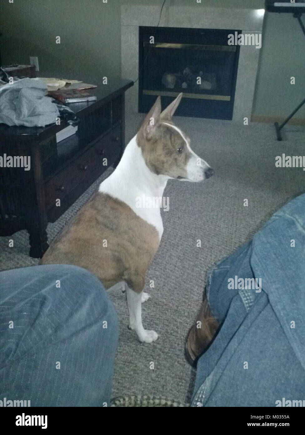 The Brown Basenji is a breed of dog known for its distinct appearance ...