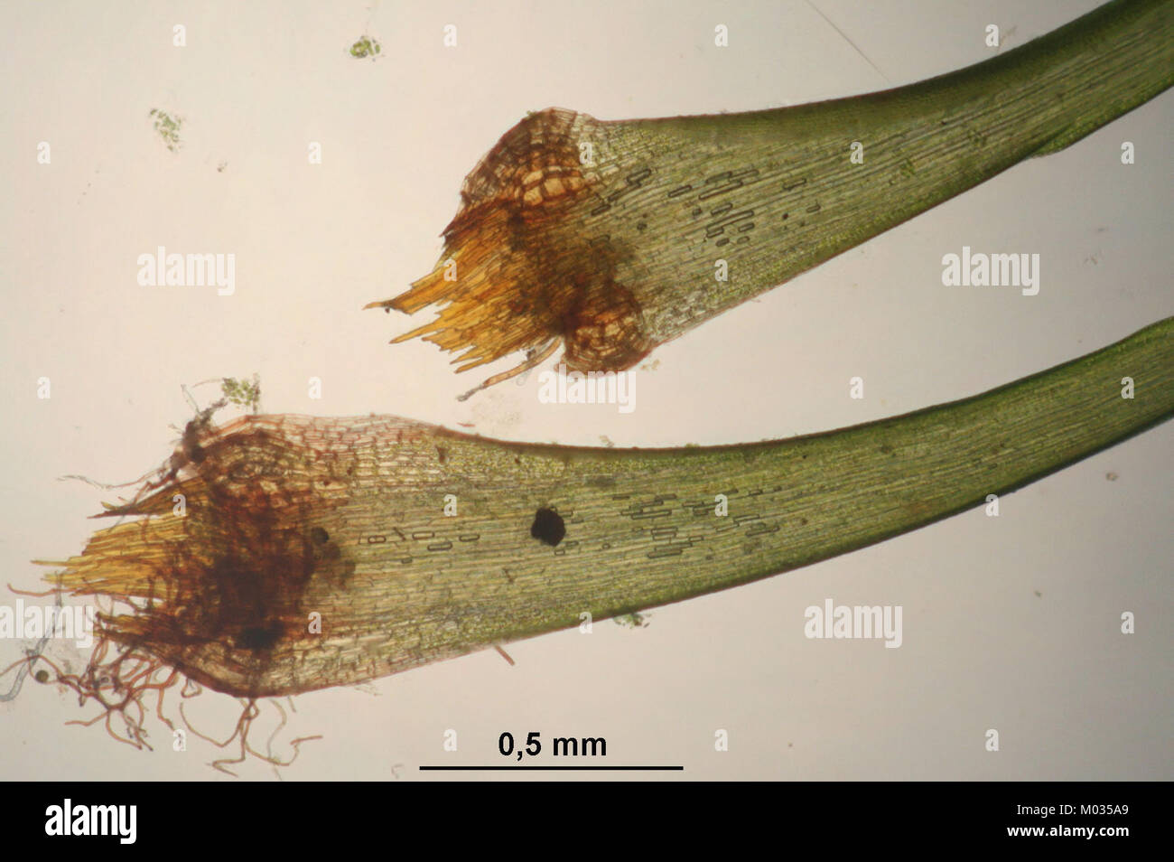 Campylopus flexuosus hi-res stock photography and images - Alamy