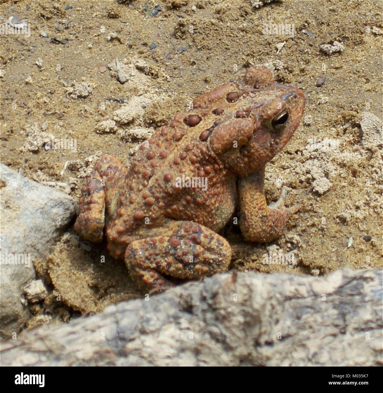 The Brown Toad, a species of amphibian, is often found in North ...
