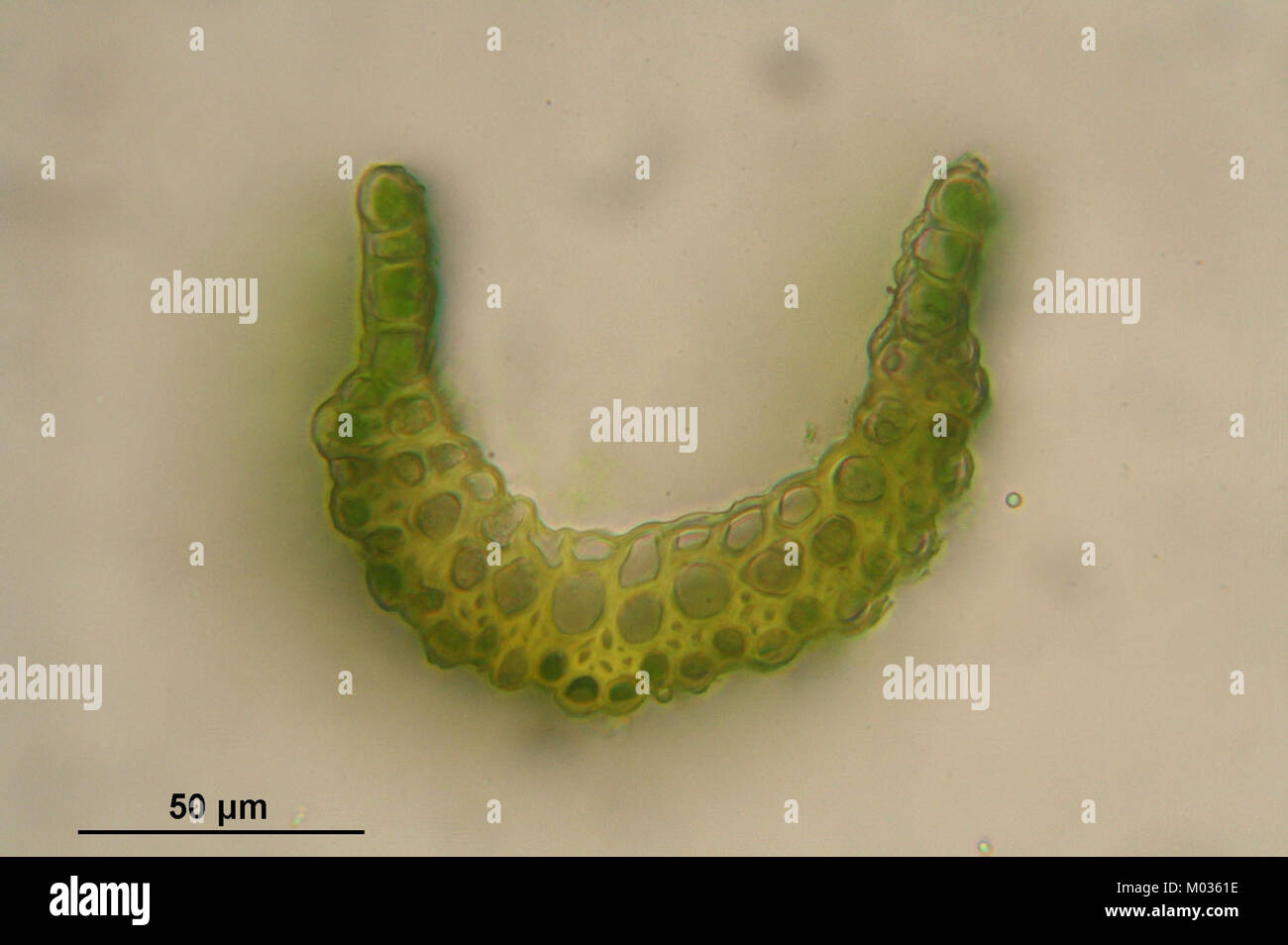 Campylopus flexuosus hi-res stock photography and images - Alamy