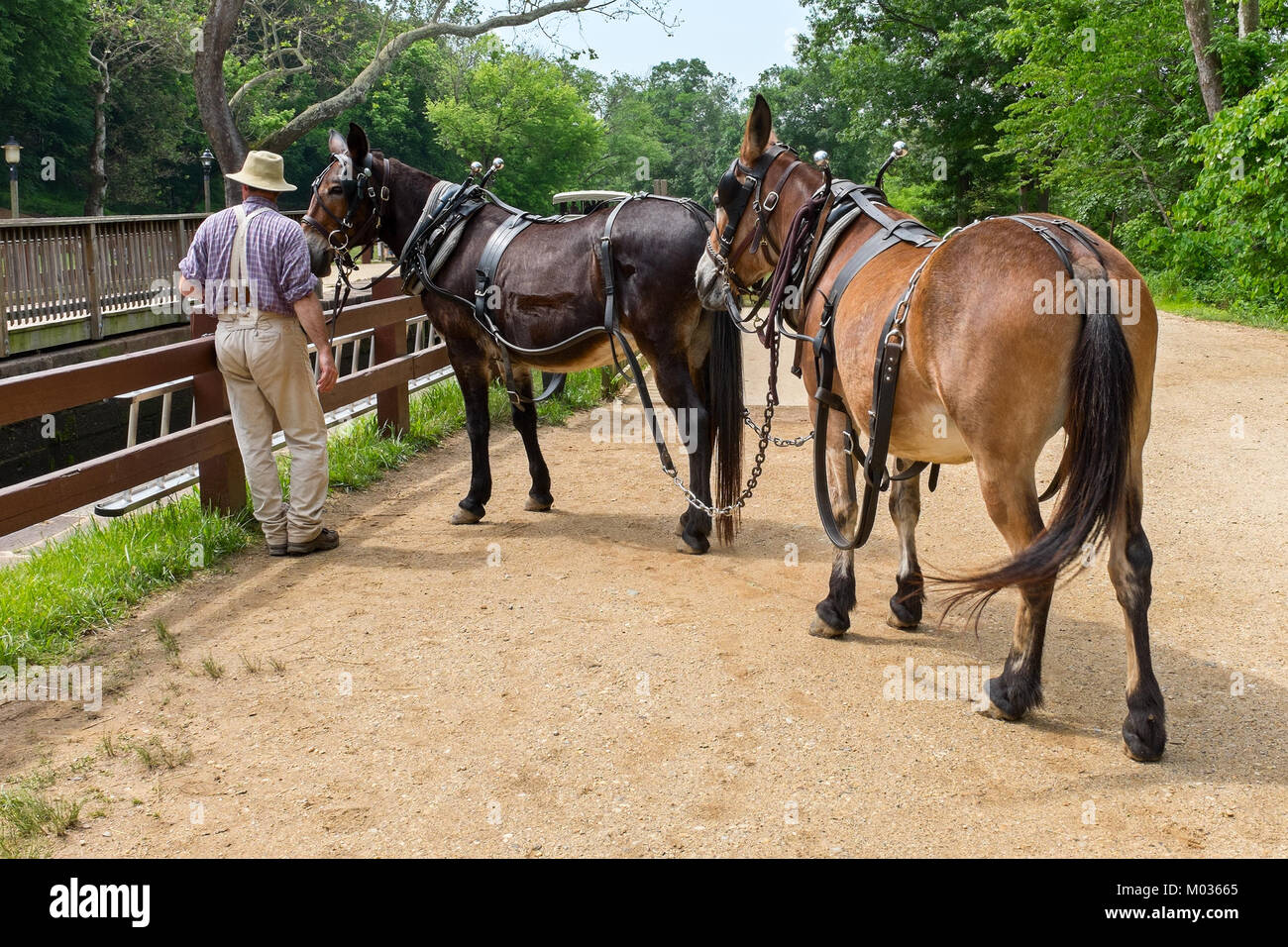 The C&O Canal mules were used to tow boats along the Chesapeake and ...