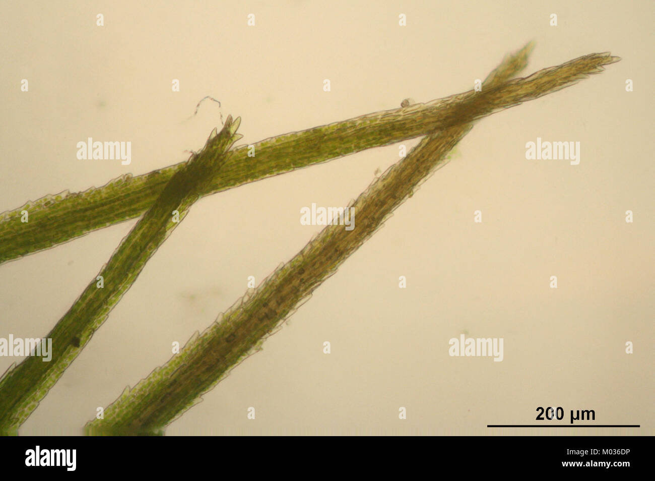 Campylopus fragilis is a species of moss commonly found in temperate ...