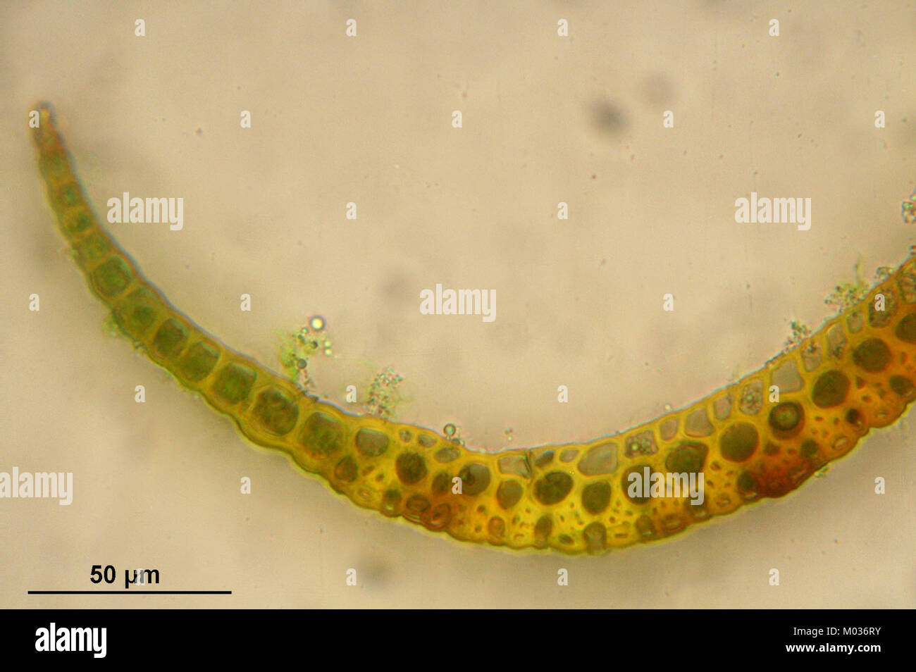 Campylopus flexuosus hi-res stock photography and images - Alamy