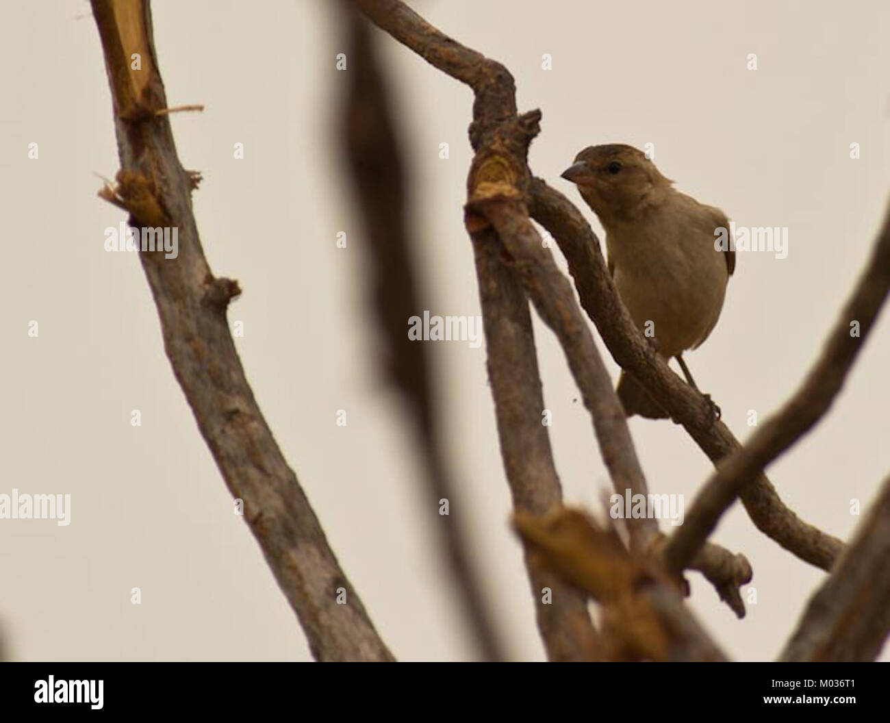 The Bush Petronia is a small bird species native to sub-Saharan Africa ...