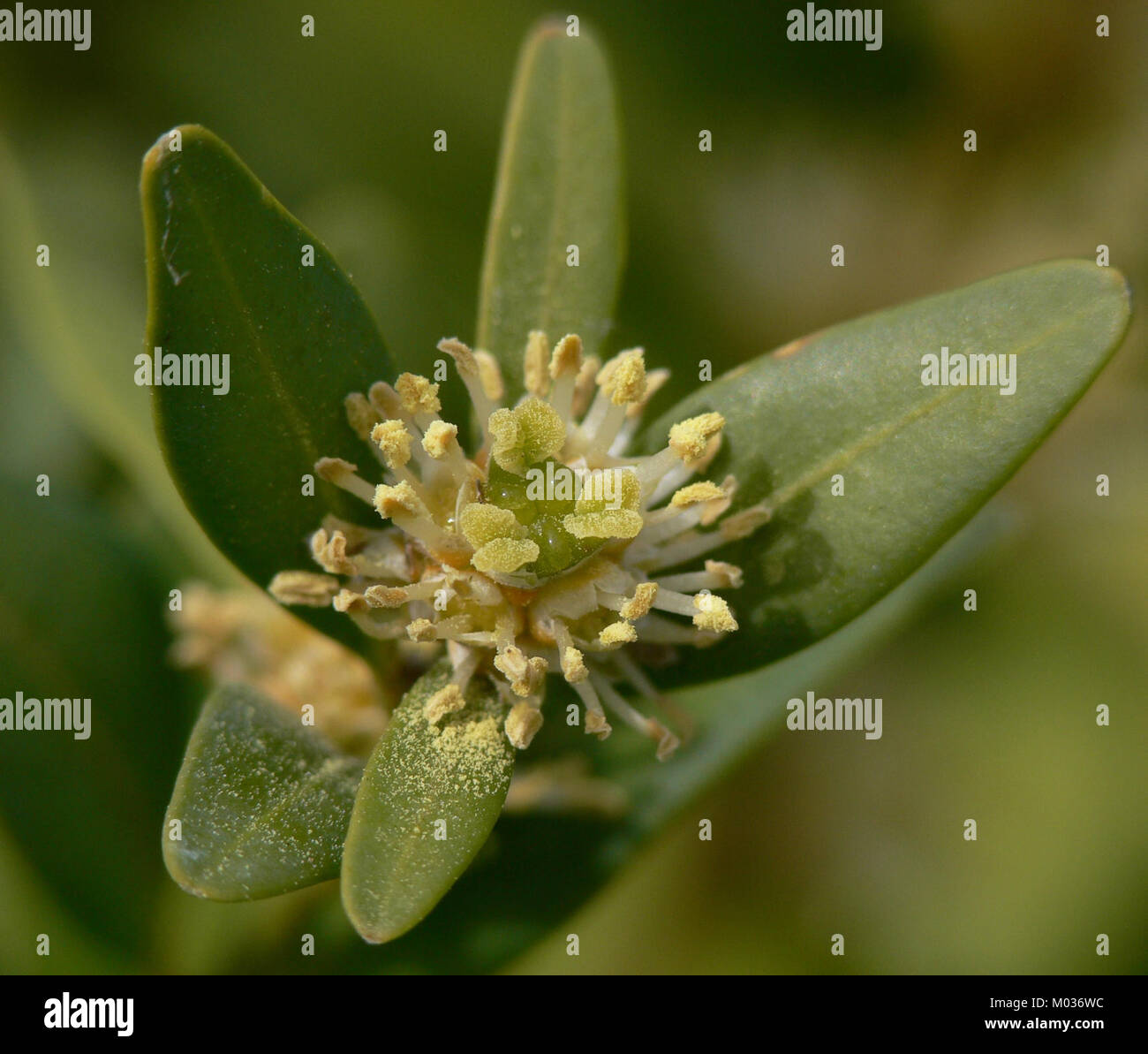 Buxus sempervirens, also known as boxwood, is a hardy evergreen shrub ...