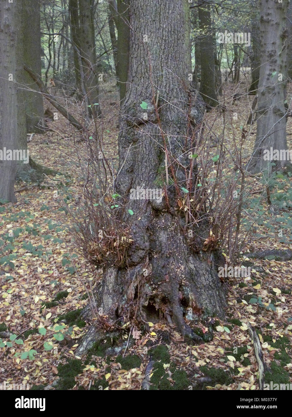 A natural image of a bruised oak tree trunk, with new shoots growing ...