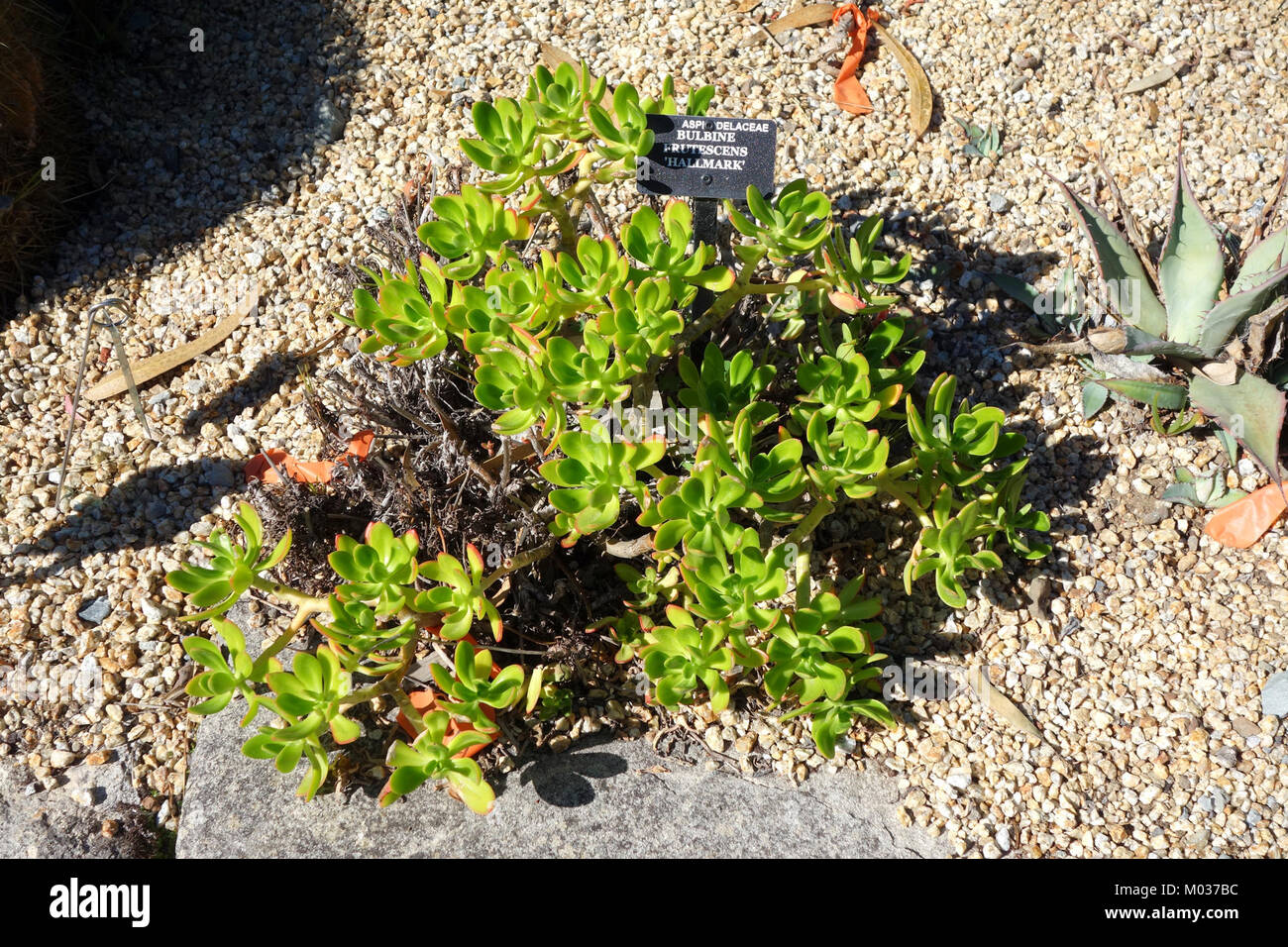 Bulbine frutescens 'Hallmark' is a cultivar of a succulent plant ...