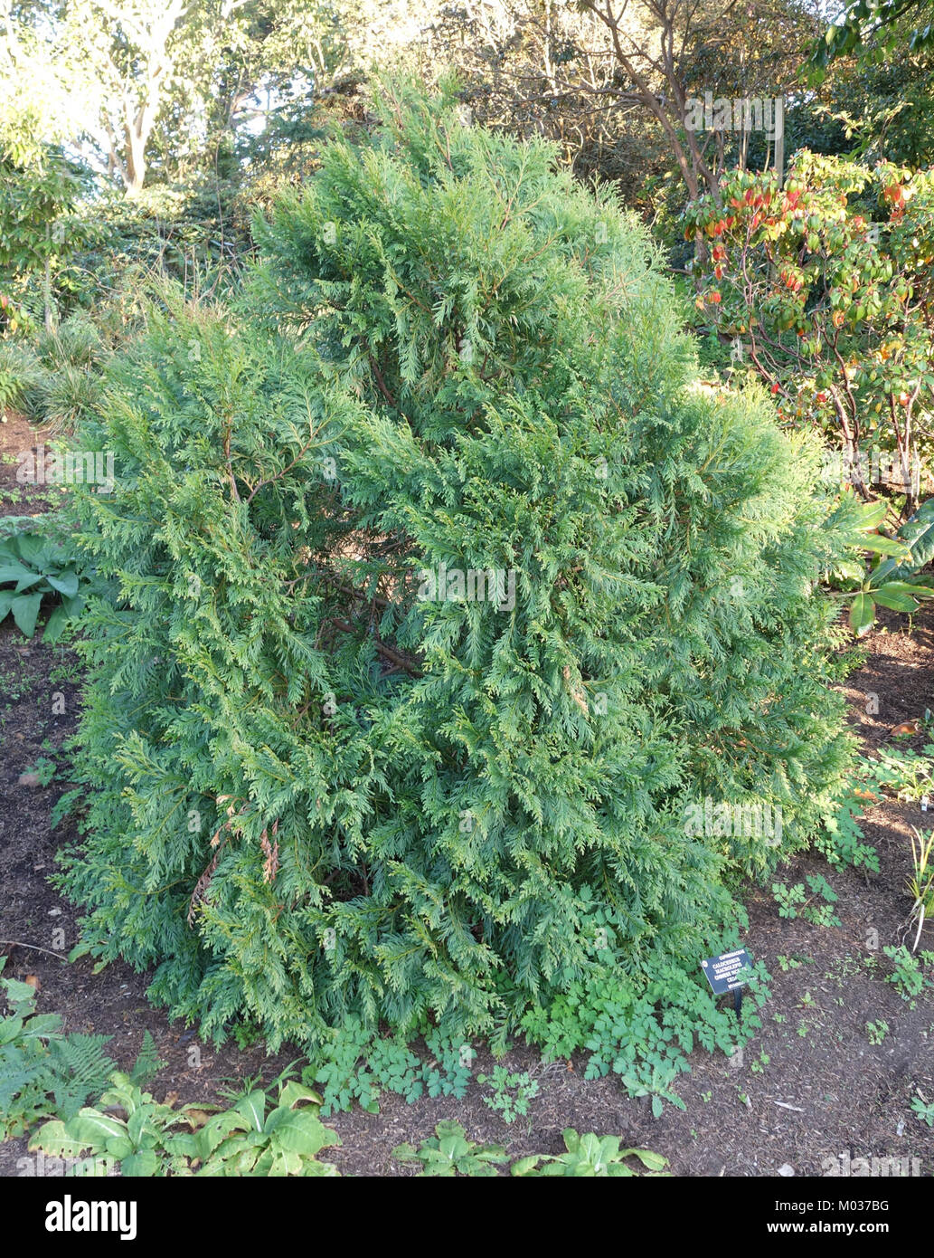 Calocedrus macrolepis, also known as the Cyprus Cedar, is featured in ...