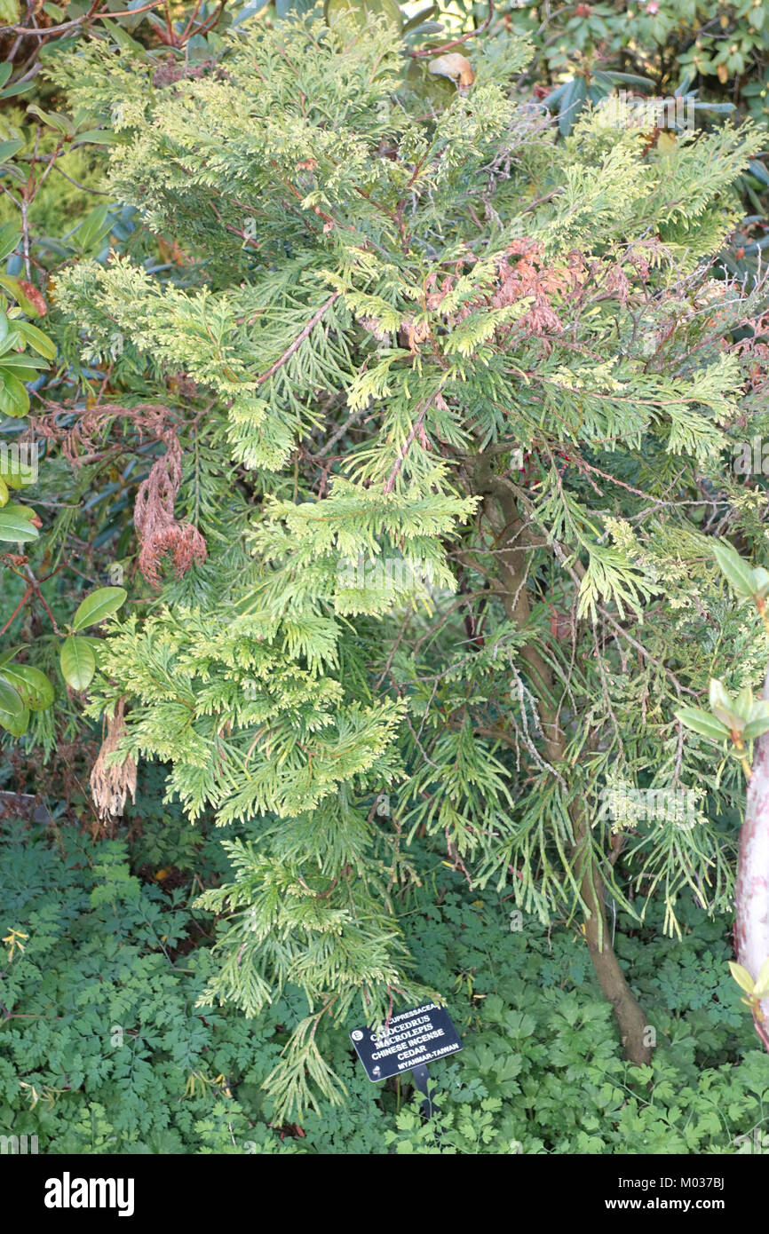 Calocedrus Stock Photos & Calocedrus Stock Images - Alamy