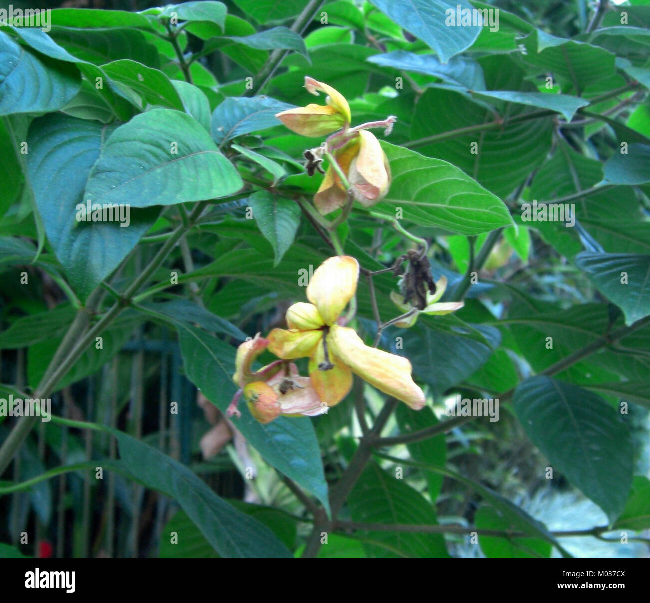 The Cairns Plant 10B is part of the Cairns Water Treatment Plant in ...