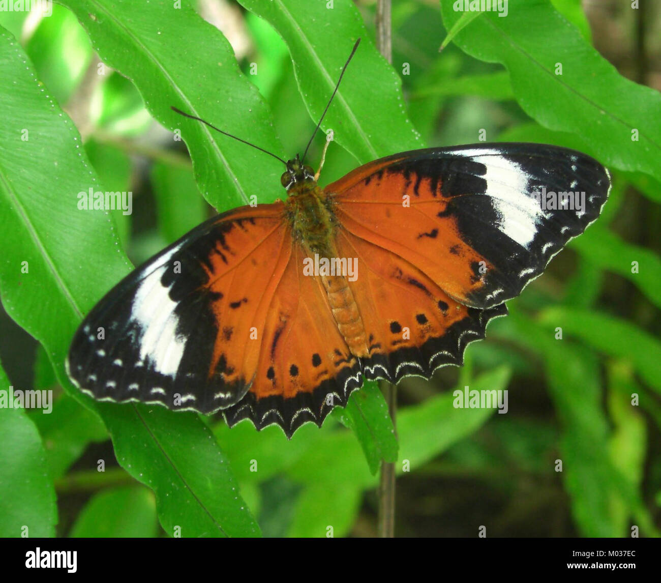 This image shows a butterfly farm, an establishment where butterflies ...