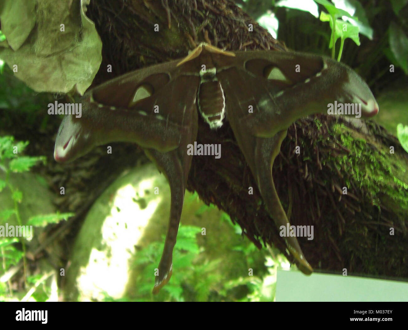 A butterfly farm is a dedicated space for breeding and studying ...