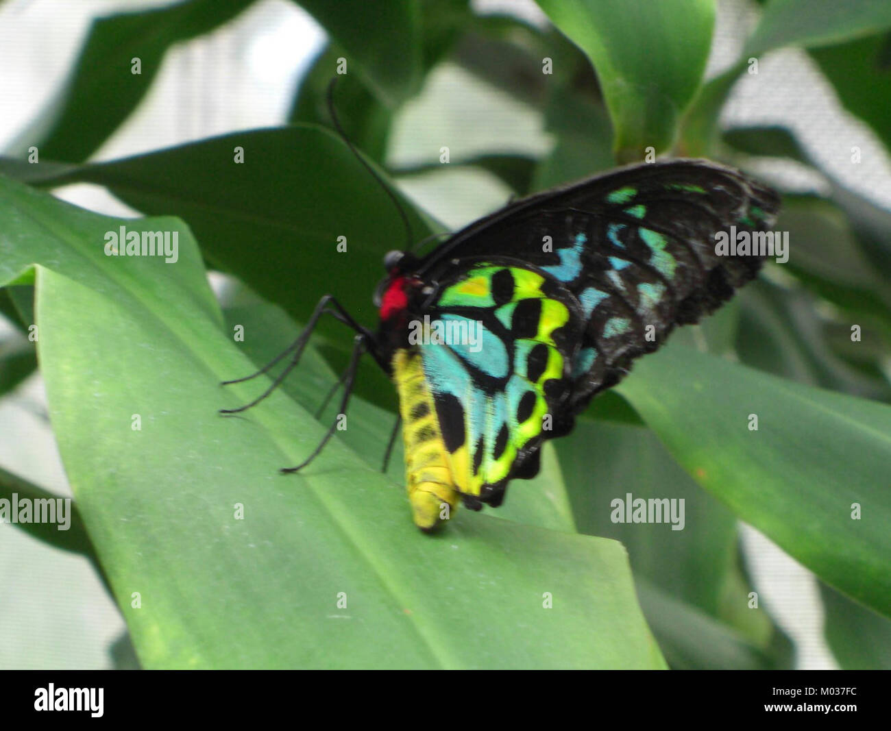 Butterfly in its environment hi-res stock photography and images - Alamy