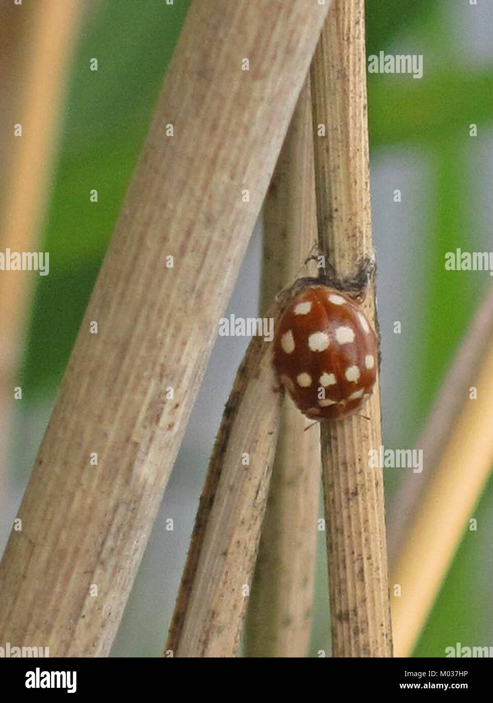 A photograph of Calvia quatuordecimguttata, commonly known as the cream ...