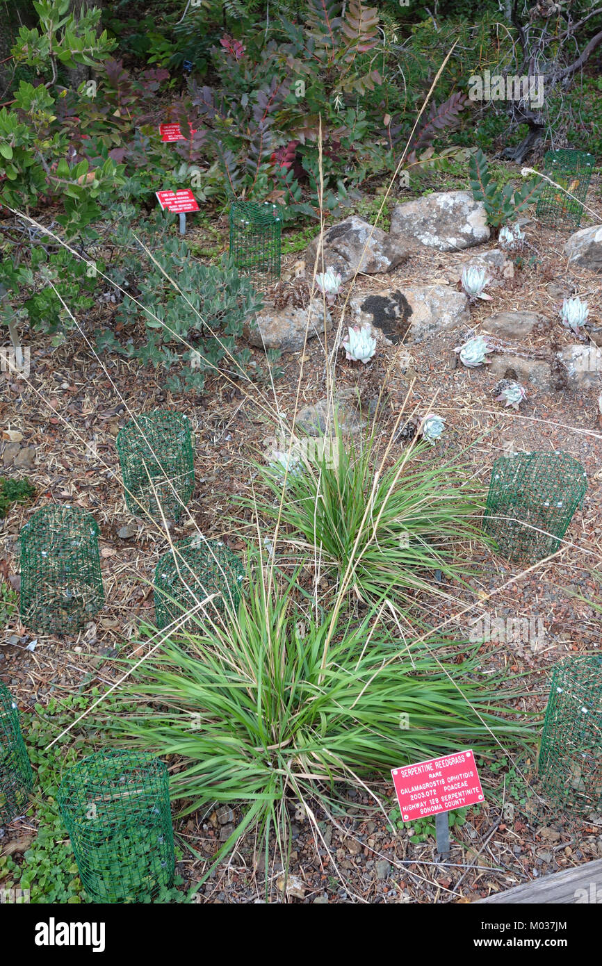 Regional plant identification hi-res stock photography and images - Alamy