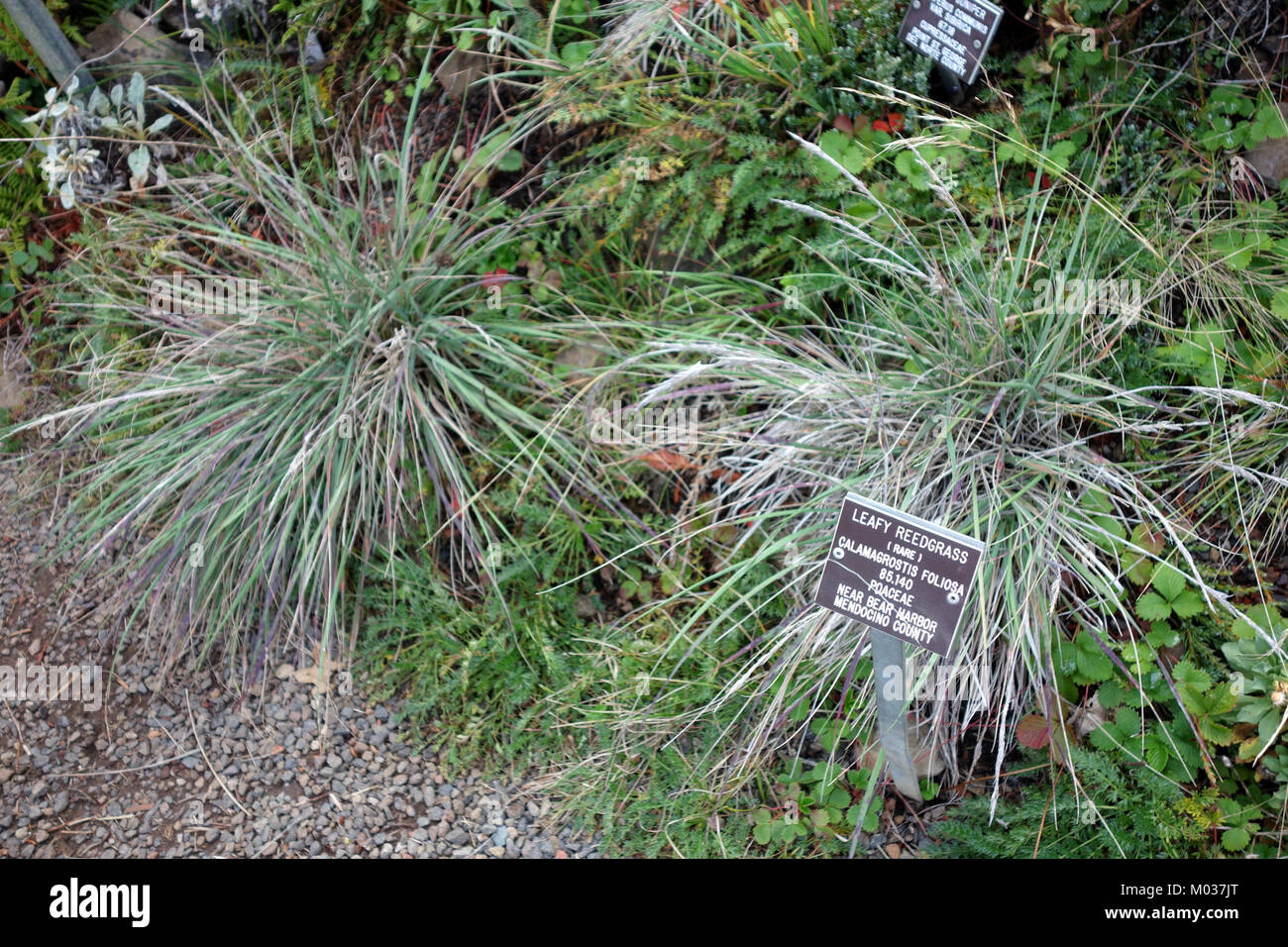 *Calamagrostis foliosa*, a species of grass, is showcased at the ...