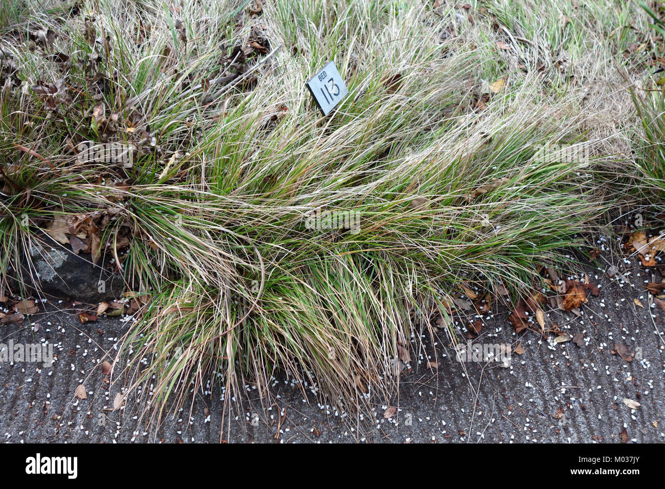 Calamagrostis rubescens hi-res stock photography and images - Alamy
