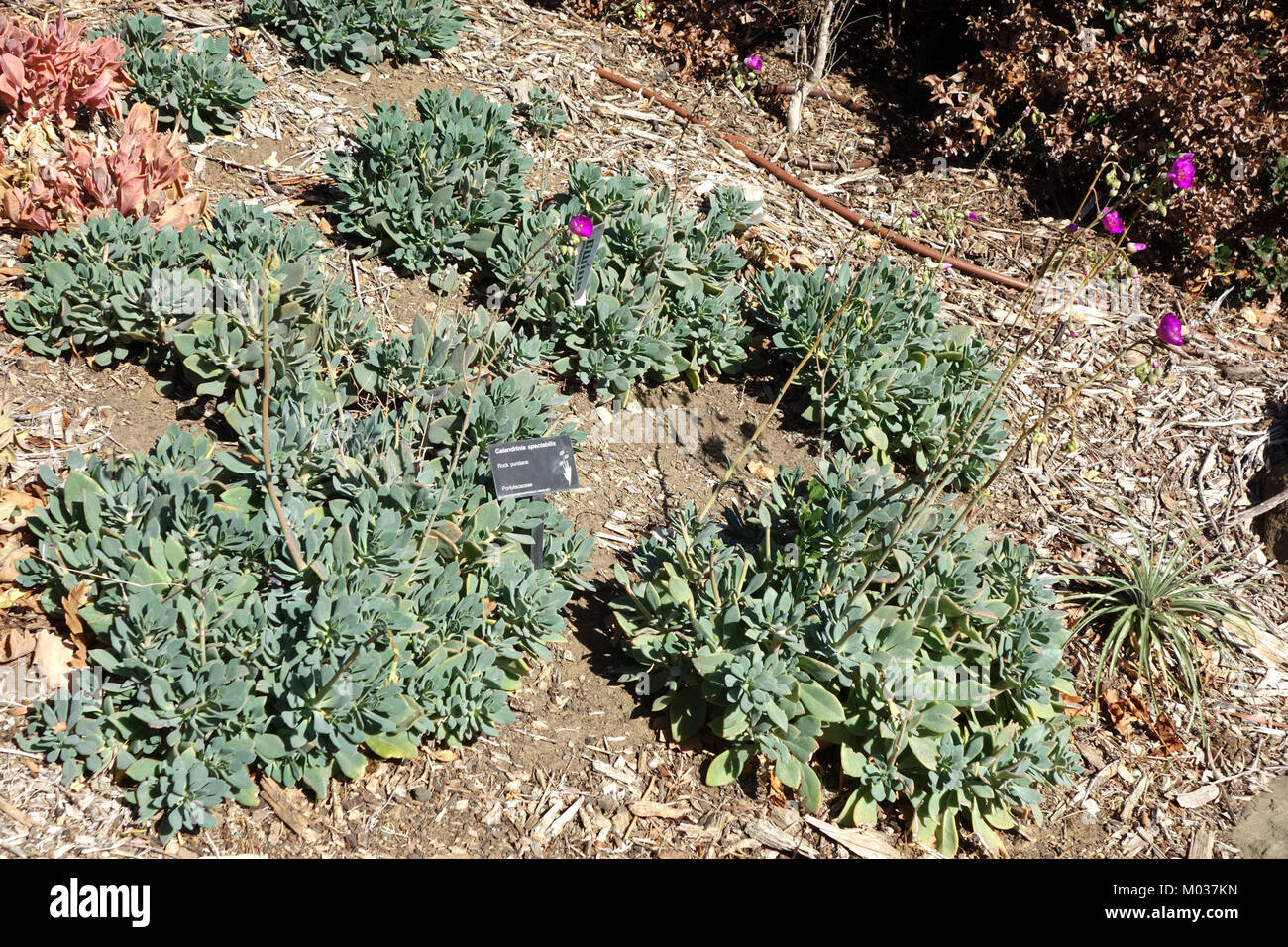 A photograph of Calandrinia spectabilis, a vibrant flowering plant ...