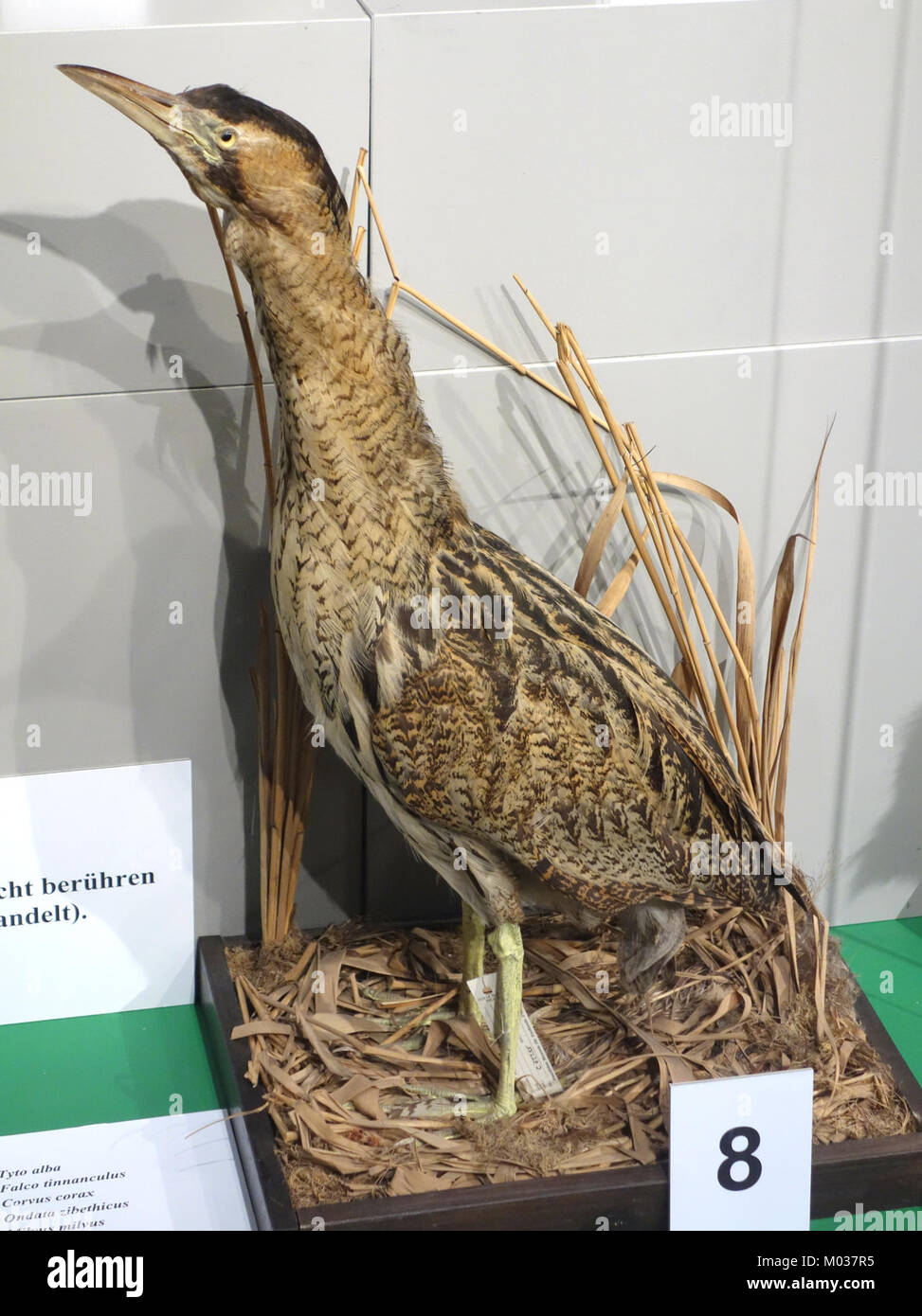 A photograph of *Botaurus stellaris*, commonly known as the Eurasian ...