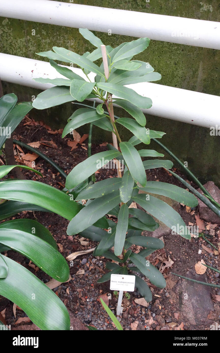 Brexia madagascariensis is a plant species native to Madagascar ...