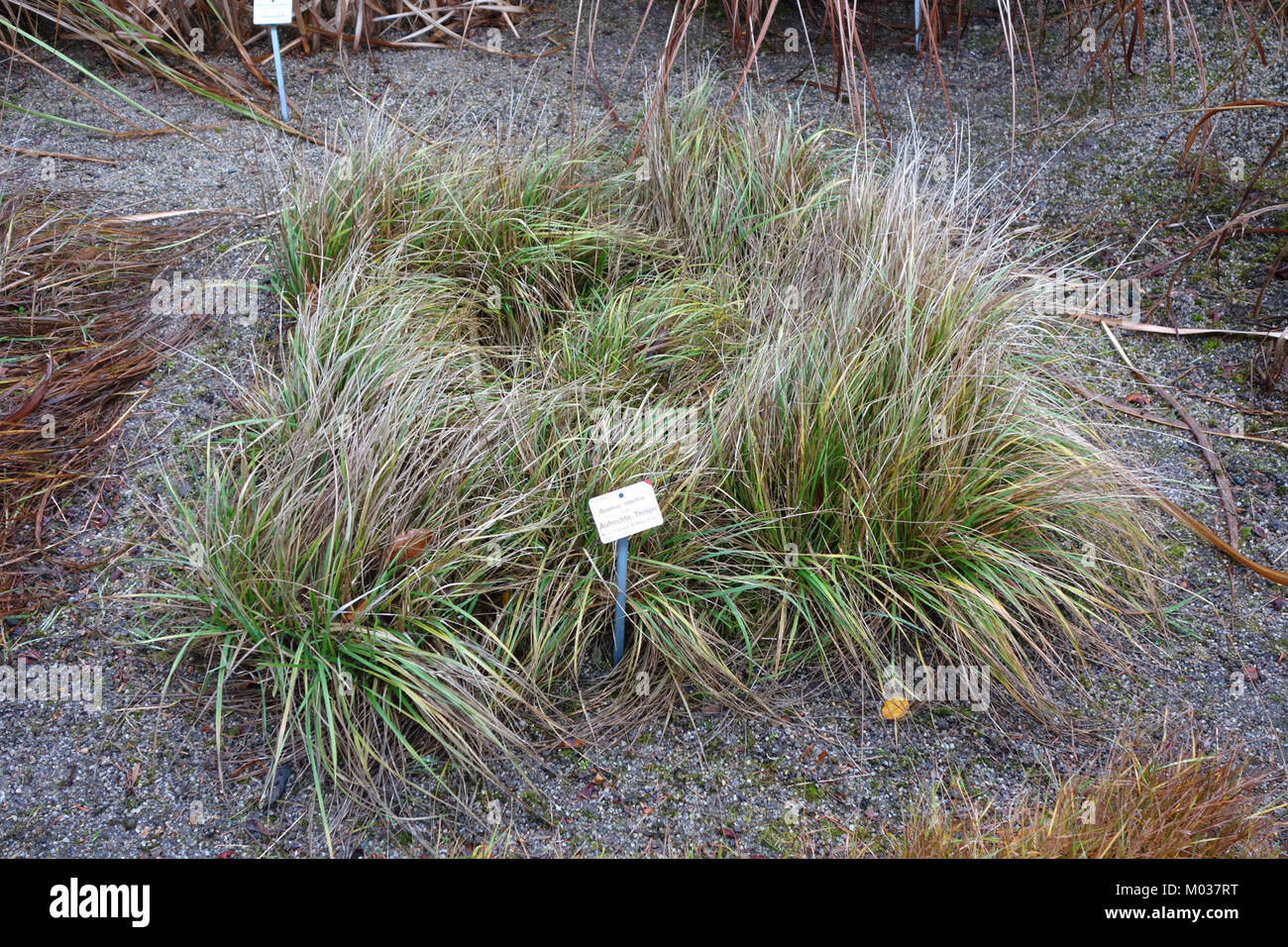 A close-up photograph of Bromus erectus, a species of grass, in the ...