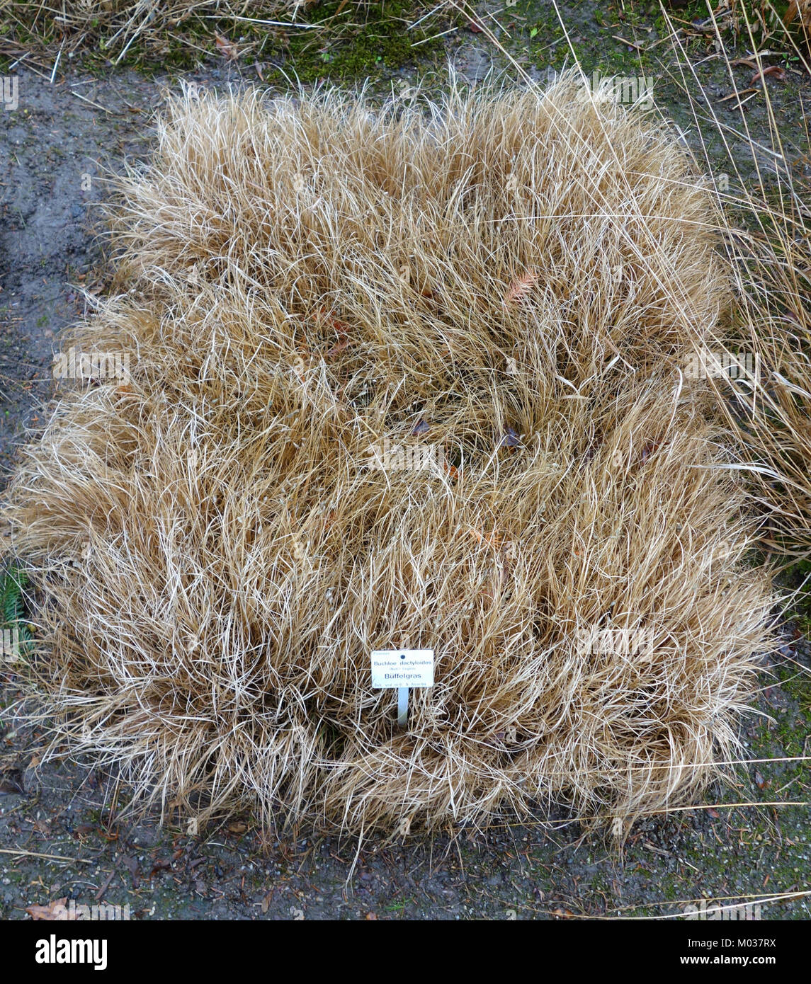Buchloe dactyloides - Botanischer Garten, Dresden, Germany - DSC08764 ...