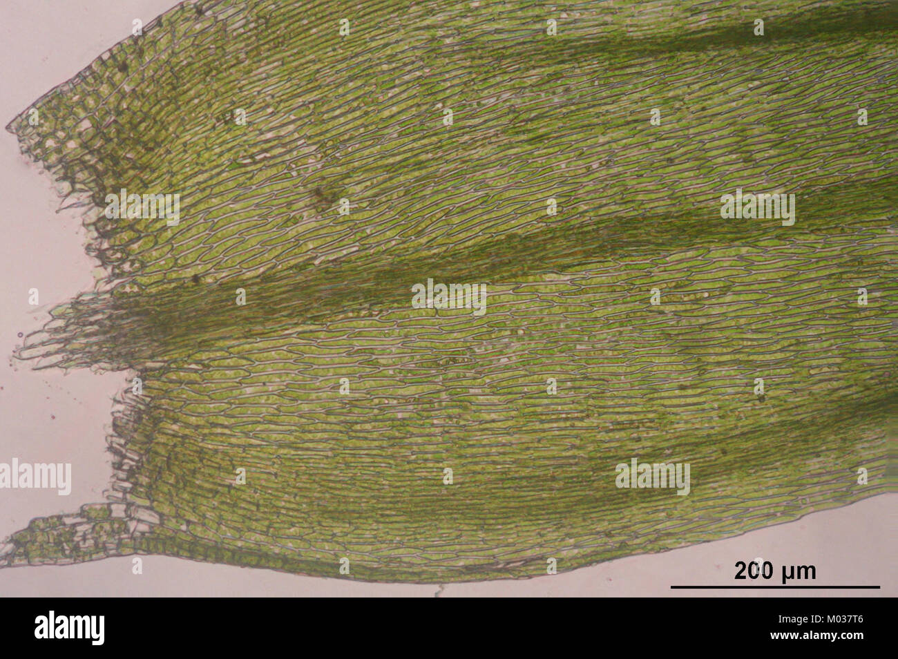 Brachythecium tommasinii is a species of moss, known for its distinct ...