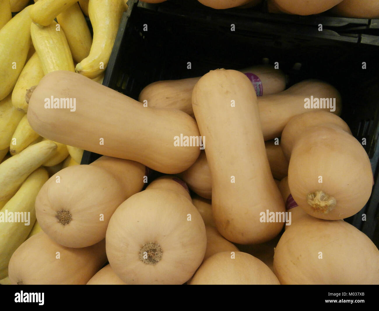 The image shows butternut squash, a type of winter squash, placed in a ...