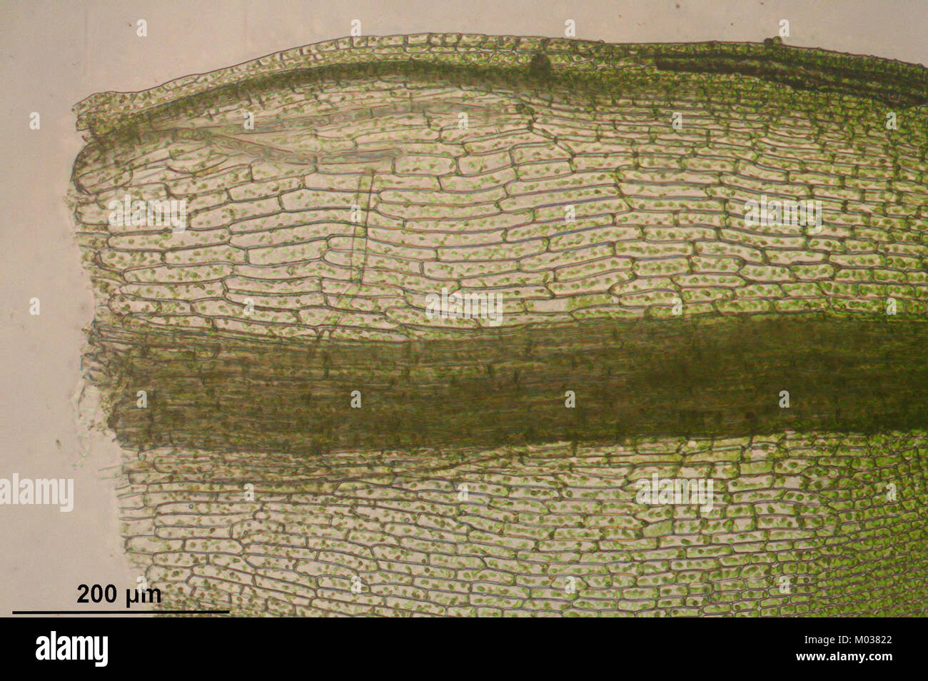 Bryoerythrophyllum recurvirostrum hi-res stock photography and images ...