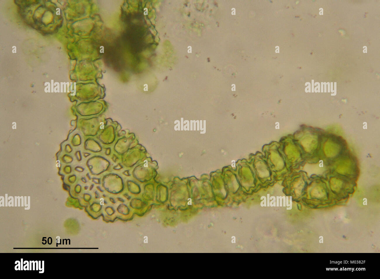 Bryoerythrophyllum recurvirostrum is a species of moss known for its ...