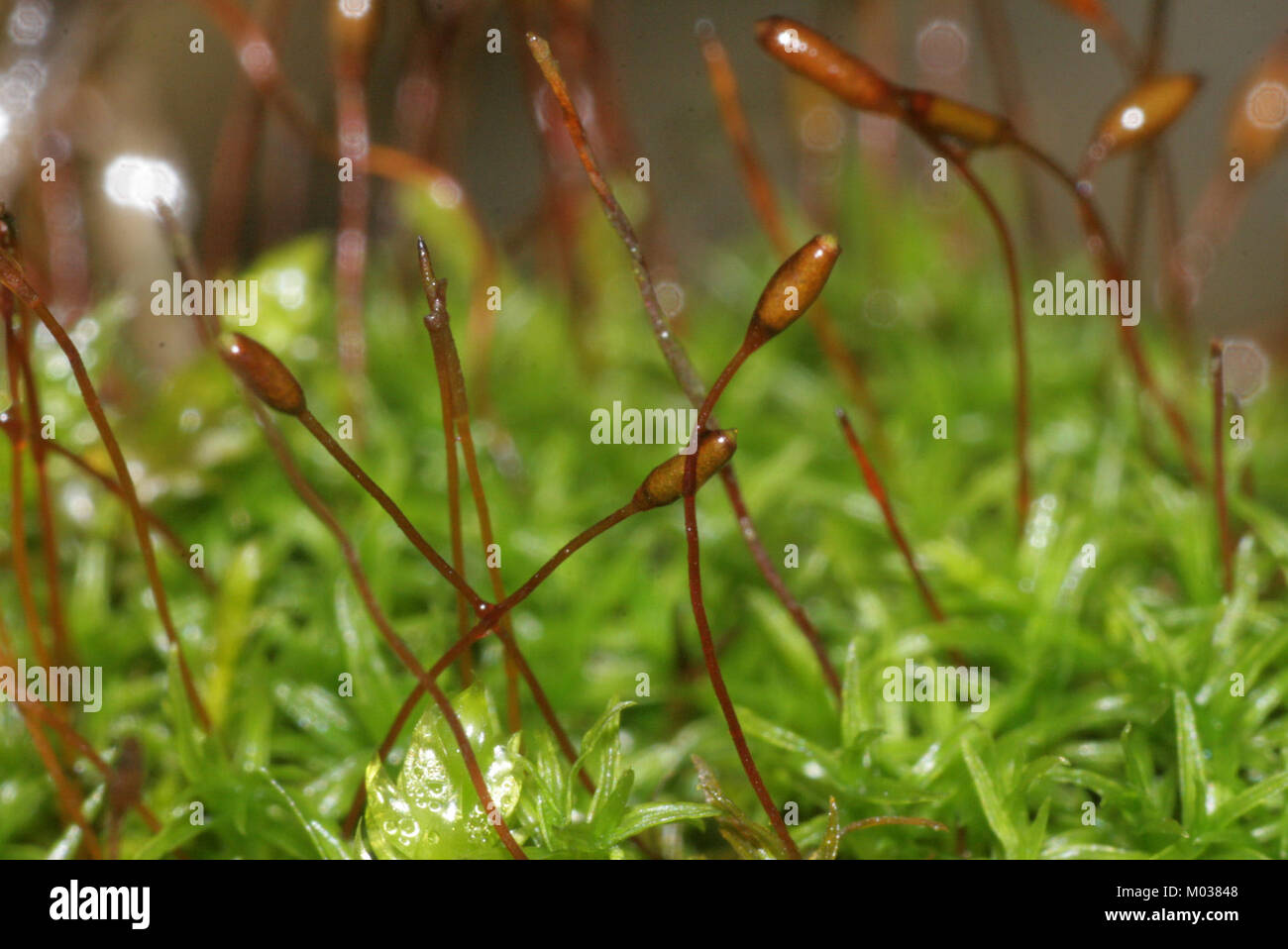 Bryoerythrophyllum recurvirostrum is a species of moss, known for its ...
